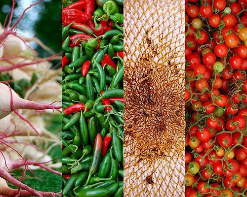 Community Solutions to Food Deserts - Shareable